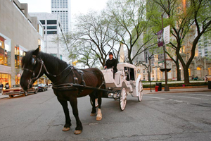 Chicago Horse & Carriage Ride - Go Visit Chicago