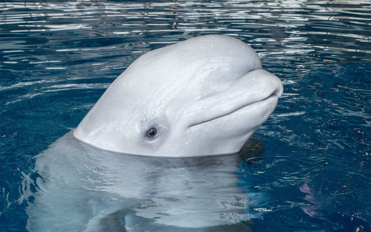 Free Museum Days in Chicago 2025 - Go Visit Chicago